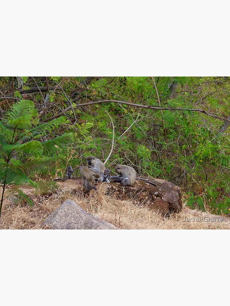 "Vervet Monkey Family Bonding" Poster by Jenna-Grieve | Redbubble