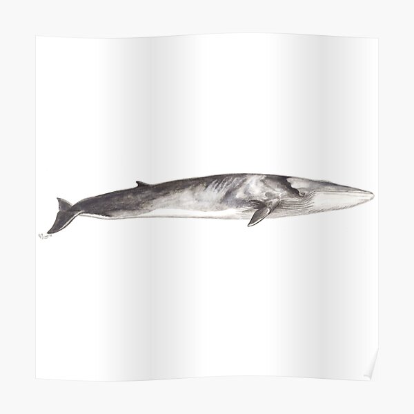 "Fin whale Balaenoptera physalus" Poster by CHLOEYZOARD | Redbubble