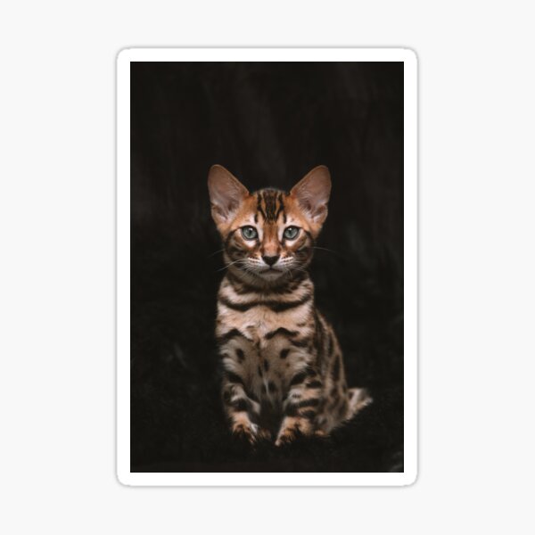 "Misha " Sticker by BARBARUSS | Redbubble