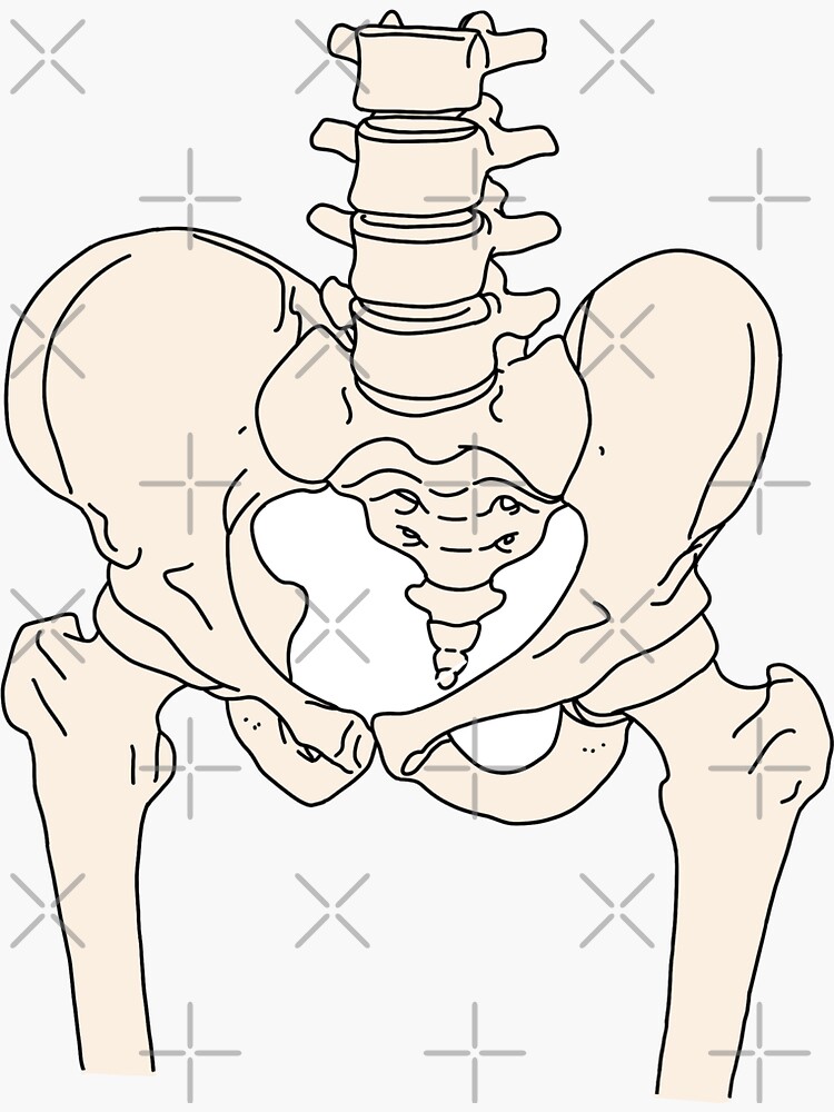 "Pelvis Line Art, Minimalist Anterior View Pelvic Girdle Skeleton ...