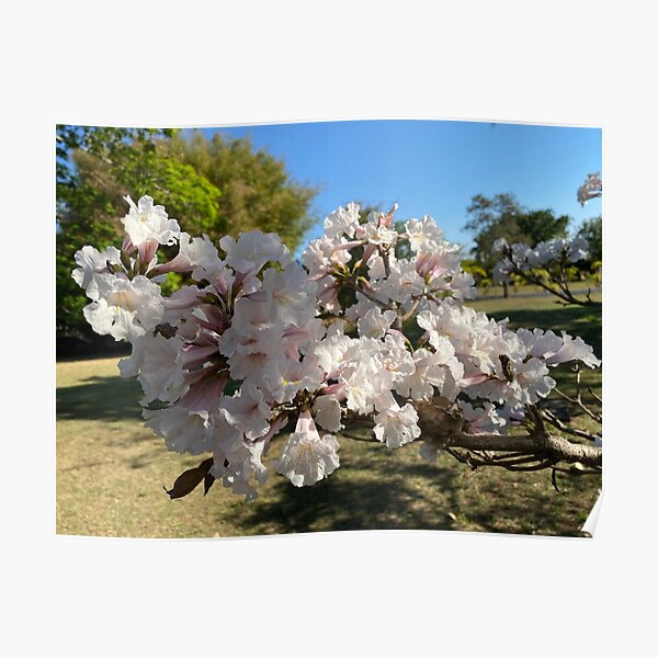 "White flowers with the pink base of a White Ipe." Poster for Sale by ...