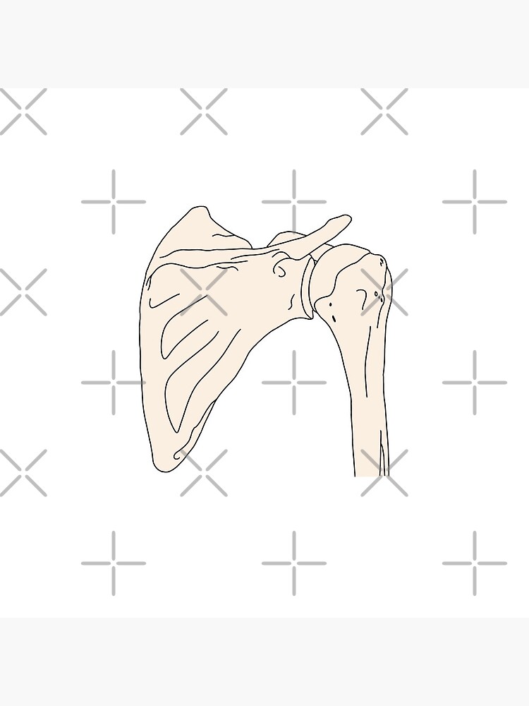 "Shoulder Joint Line Art, Minimalist Scapula Humerus Skeleton Anatomy ...