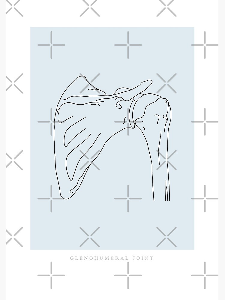 "Shoulder Joint Line Art, Minimalist Scapula Humerus Skeleton Anatomy ...