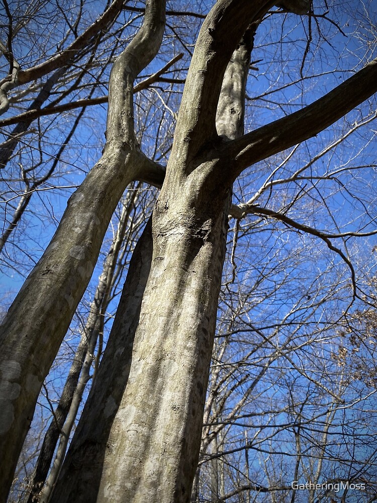"Clear blue sky and bare grey tree trunks" Poster for Sale by ...