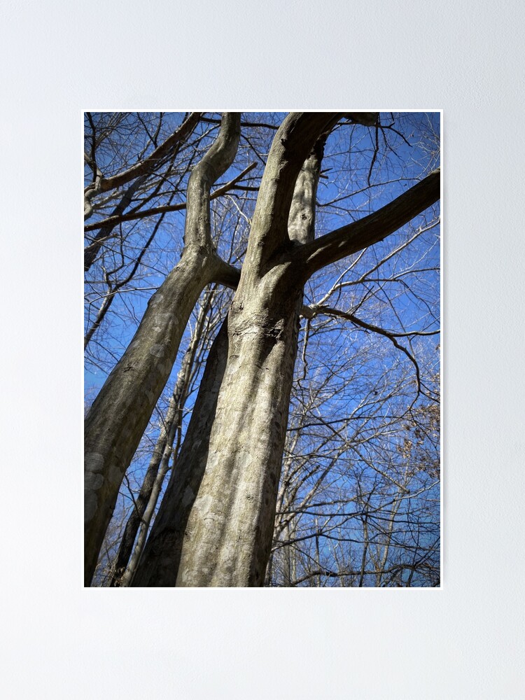 "Clear blue sky and bare grey tree trunks" Poster for Sale by ...