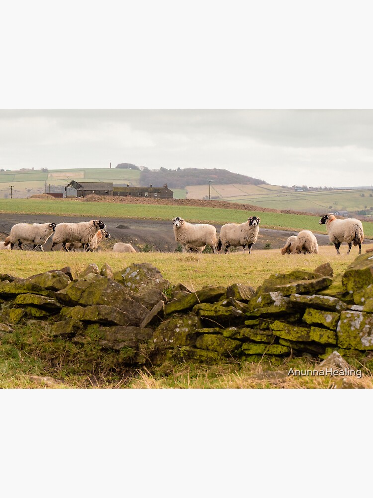 "Sheep on Hartcliff Hill, Yorkshire" Sticker by AnunnaHealing | Redbubble