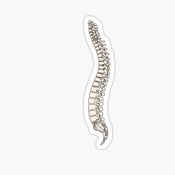 "Spine Vertebral Column Line Art, Minimalist Side View Spine Skeleton ...