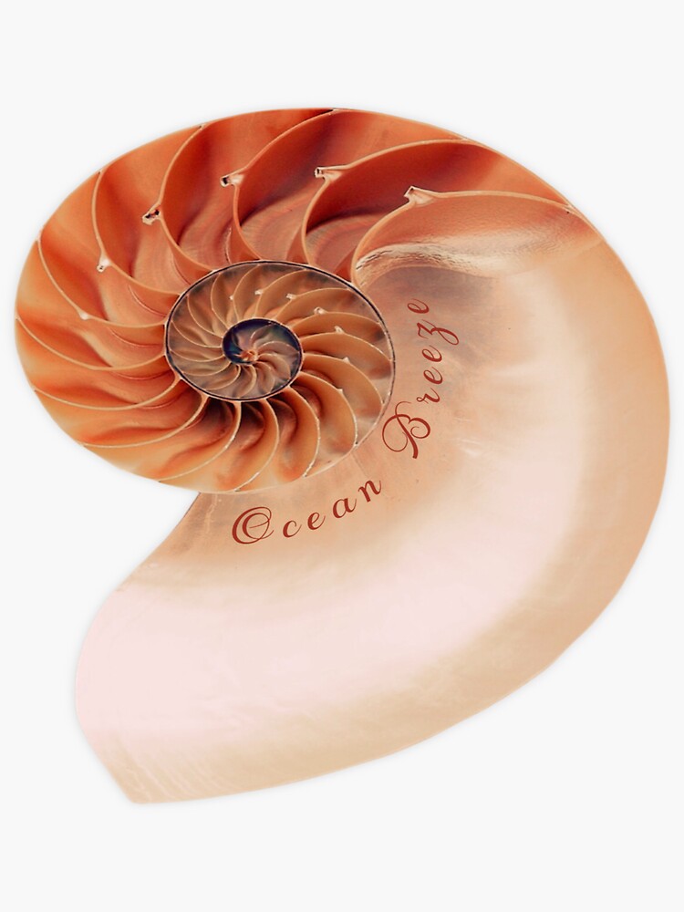 "Ocean Breeze Nautilus Shell" Sticker by FeeLnLivE | Redbubble
