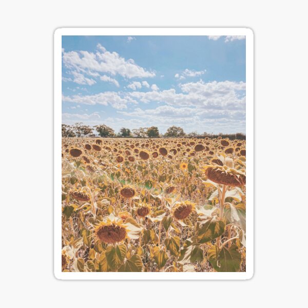 "Aesthetic vsco Sunflower Field" Sticker by ashandbubu | Redbubble