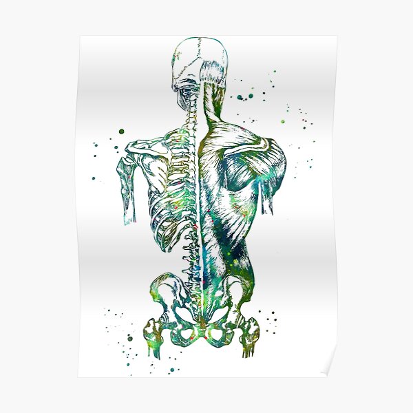 Poster « Anatomie musculo-squelettique du haut du dos humain », par ...