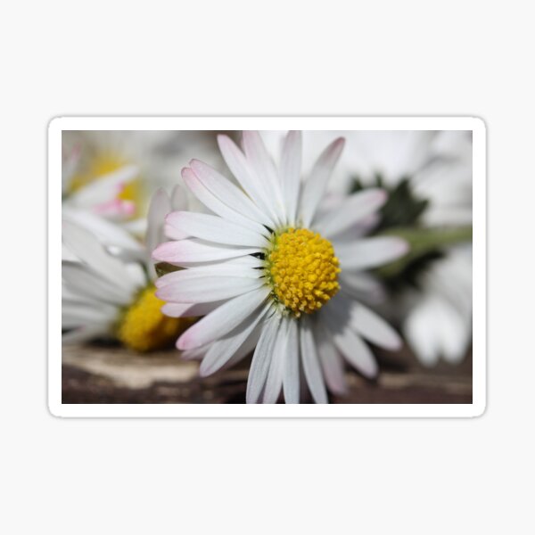 "Daisies" Sticker by MadDarkness | Redbubble