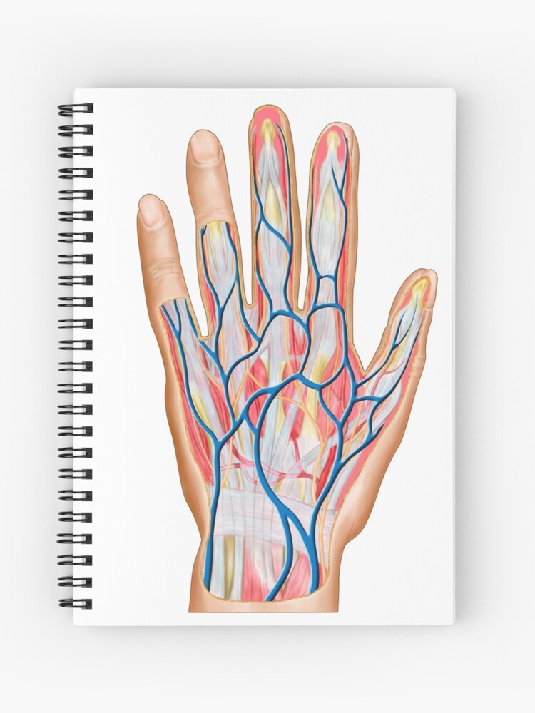 Anatomie De La Main Humaine