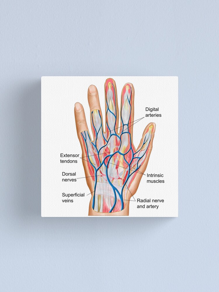 Contorno Del Dorso De La Mano