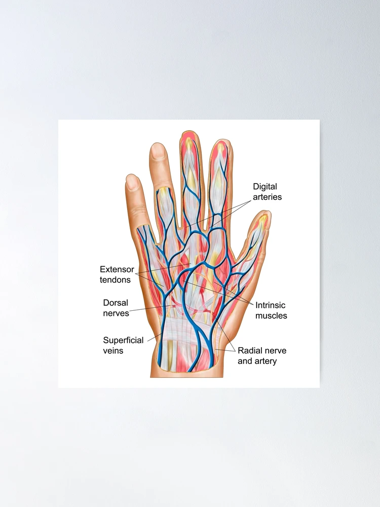 Anatomy Of The Human Hand