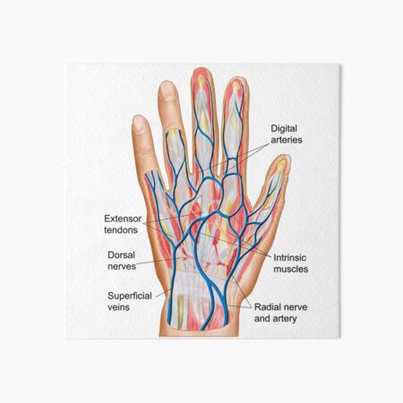 "Anatomy of back of human hand." Art Board Print for Sale by ...