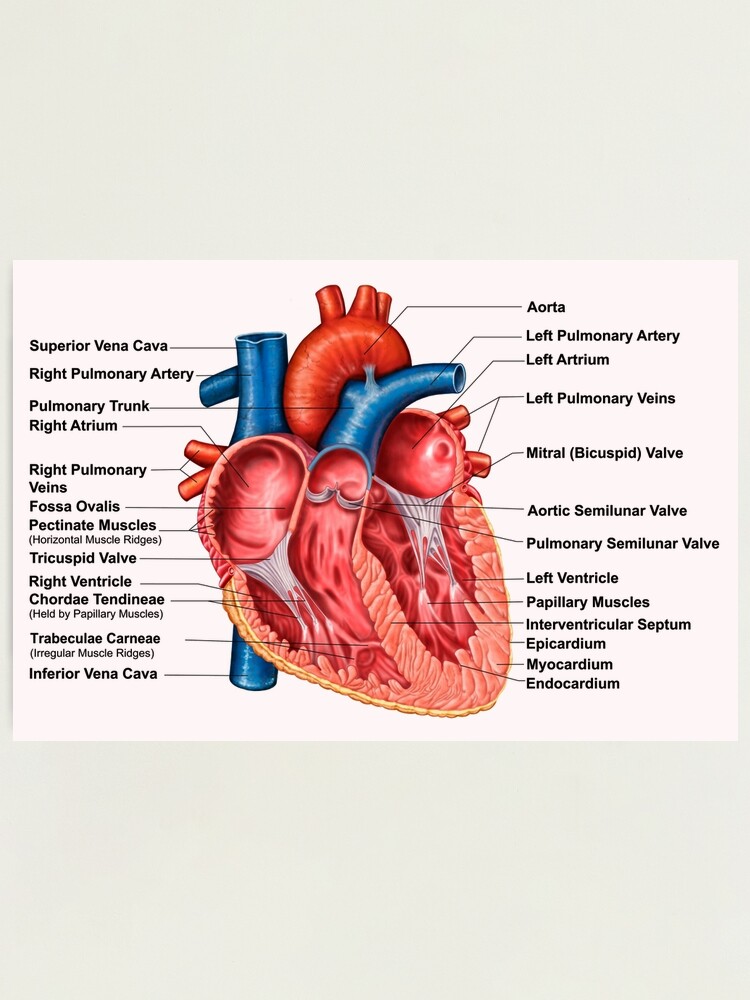 Heart Anatomy Interior View New Scoring System Improves Heart Disease
