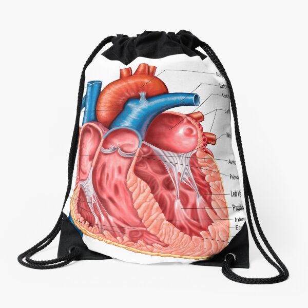 "Anatomy of heart interior, frontal section." Drawstring Bag for Sale ...