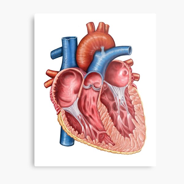 Lámina metálica «Interior del corazón humano.» de StocktrekImages ...