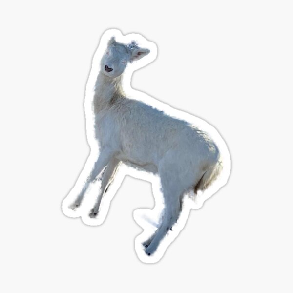 Arri Gifts & Merchandise | Redbubble