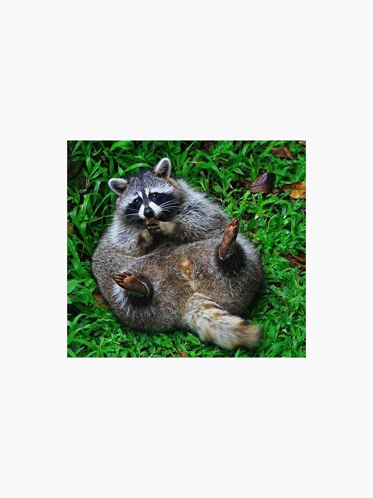 "Fat Raccoon" Sticker for Sale by BackstreetZAFU | Redbubble