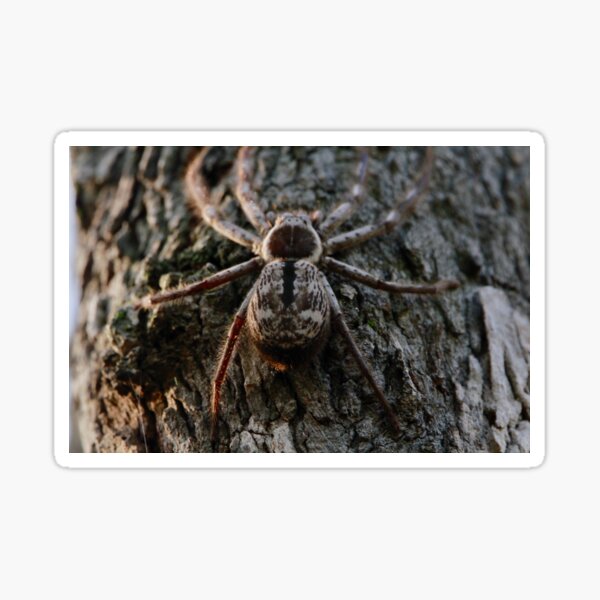 "Spider " Sticker by garytresize | Redbubble