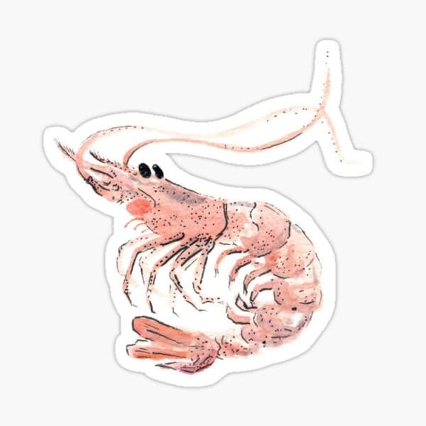 "Shrimp" Sticker by CeciliaLee320 | Redbubble