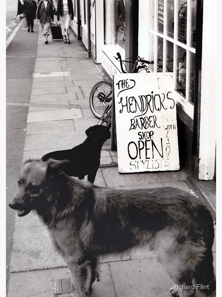 "Dogs queuing for a haircut in Burslem, Stoke on Trent, UK - 1996 ...