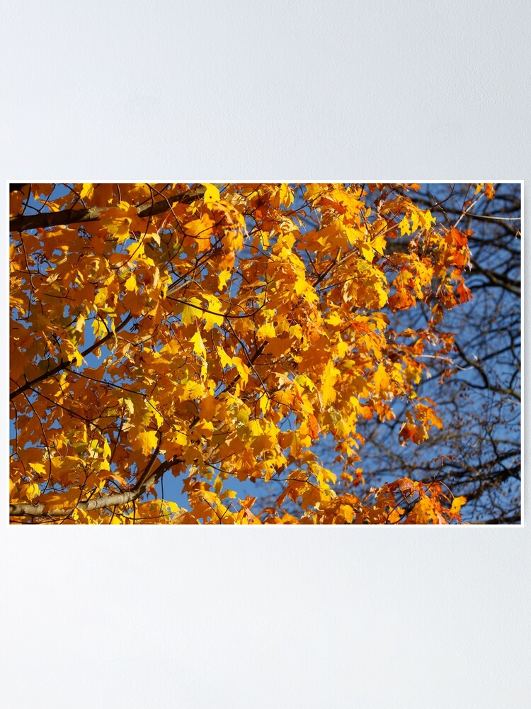 "Maple (Acer ), golden yellow autumn leaves hanging from a tree ...
