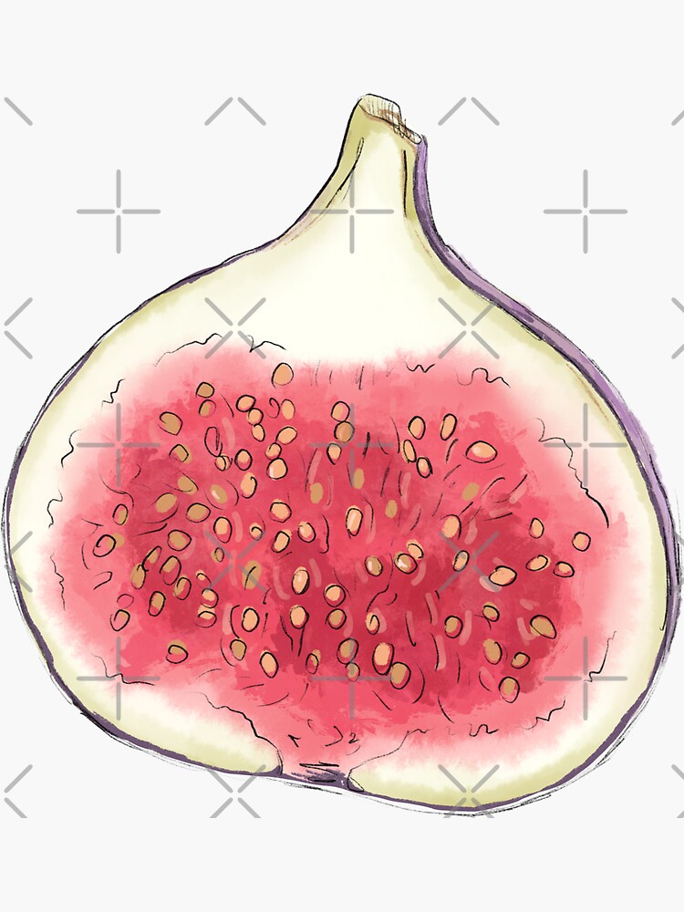 "fig" Sticker by lovelywad | Redbubble