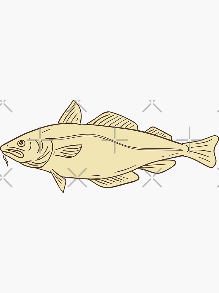 "Atlantic Cod Fish Drawing" Sticker by patrimonio | Redbubble
