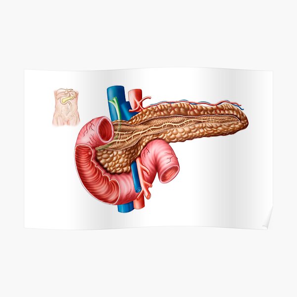 "Anatomy of pancreas." Poster for Sale by StocktrekImages | Redbubble