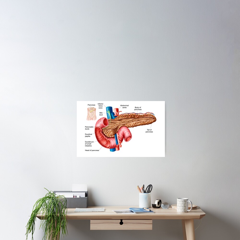 "Anatomy of pancreas." Poster for Sale by StocktrekImages | Redbubble