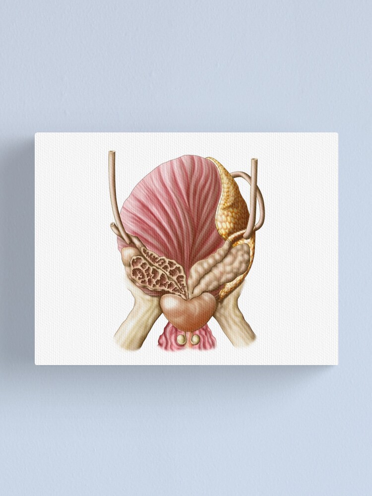 "Posterior view of urinary bladder showing seminal vesicles." Canvas ...