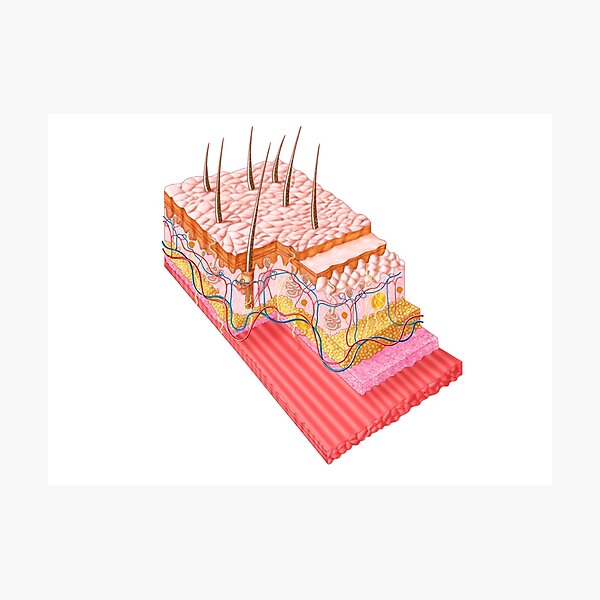 Lámina fotográfica «Anatomía de la piel humana.» de StocktrekImages ...