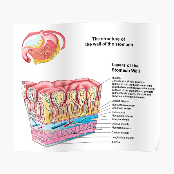 "Anatomy of the structure and layers of the stomach wall." Poster by ...