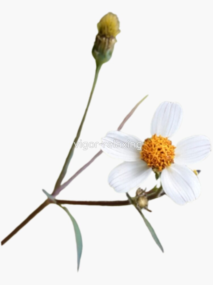 "Bidens Alba Romerillo Flower (Black Color Edition)" Sticker by vigor ...