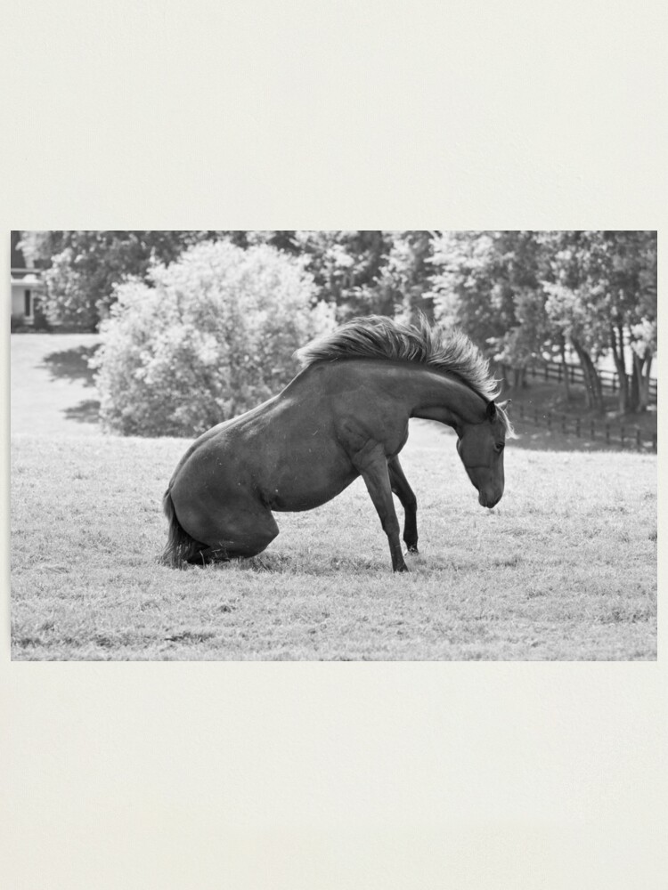 "The rarest sight ever captured of a horse getting up." Photographic ...
