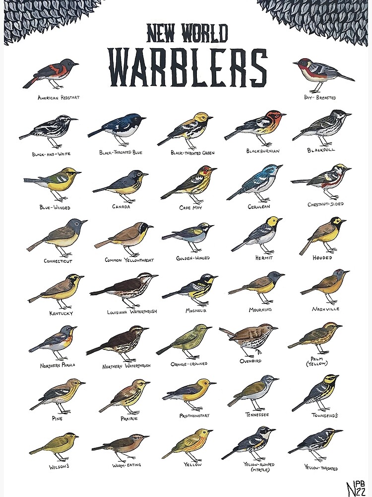 "New World Warblers" Poster for Sale by Plakinina | Redbubble