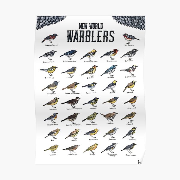 "New World Warblers" Poster for Sale by Plakinina | Redbubble