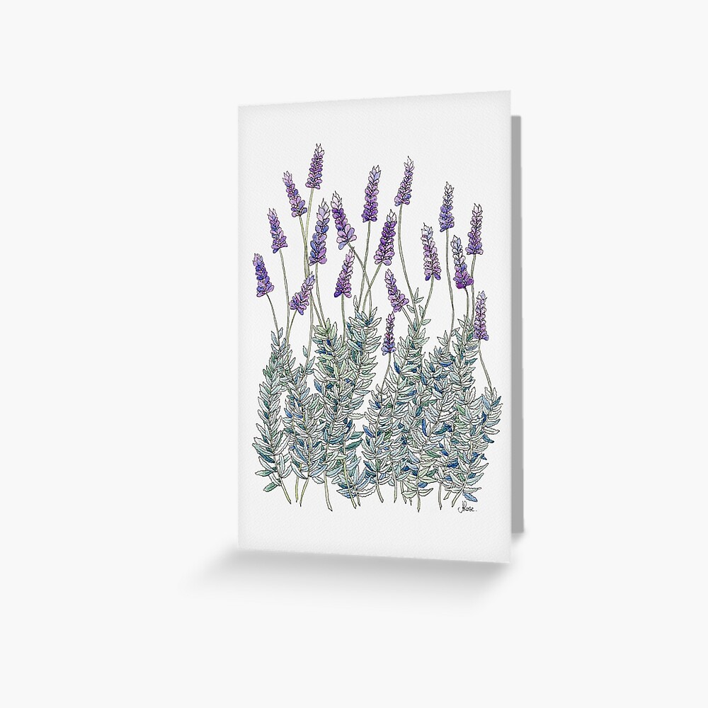 "Lavender, Illustration" Greeting Card by JRoseDesign | Redbubble