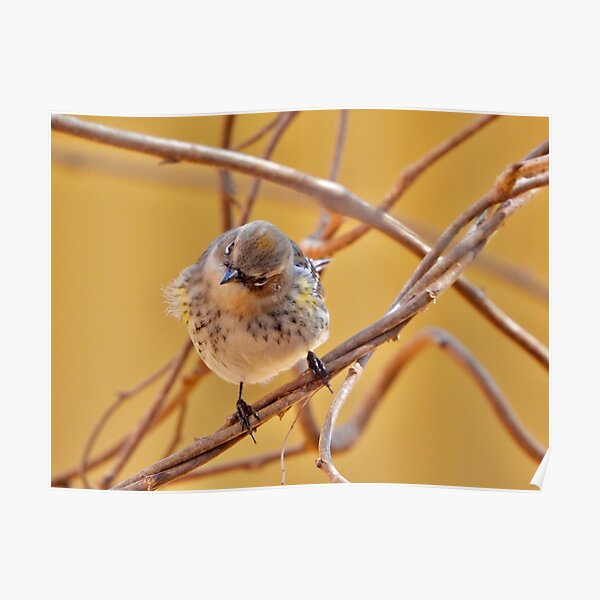 "Female Pine Warbler" Poster for Sale by Plrptc0419 | Redbubble