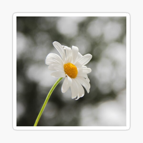 " dazzling daisy flower, white daisy flower " Sticker for Sale by ...