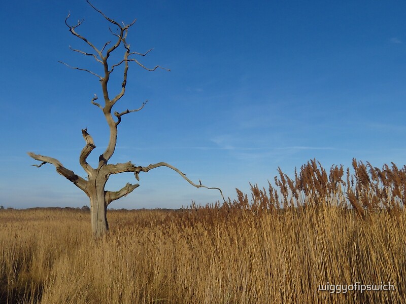 "Oak Tree and Reeds" by wiggyofipswich | Redbubble