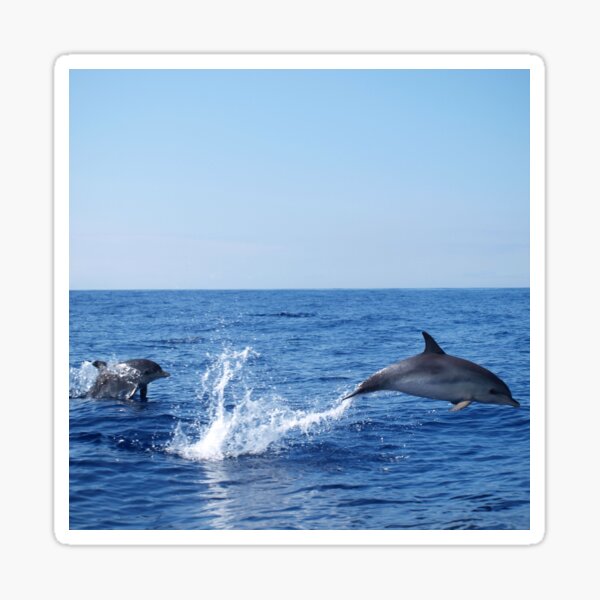 "Wild Atlantic spotted dolphins jumping in the ocean" Sticker for Sale ...