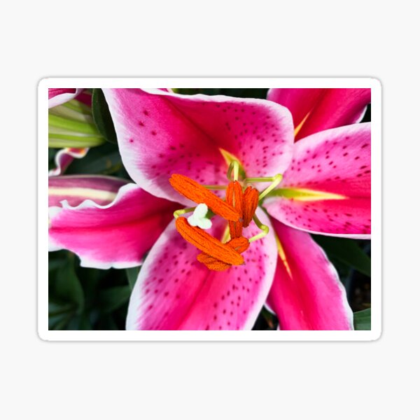"Pink Lily Flower" Sticker by Markandersonfl | Redbubble
