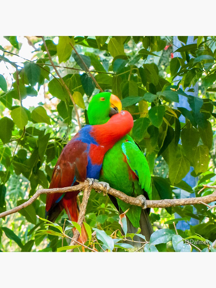 "Canoodling too" Sticker by DPalmer | Redbubble