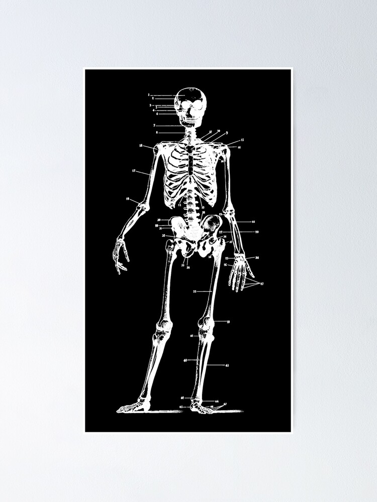 "Antique Human Anatomy Skeleton" Poster for Sale by Pixelchicken ...
