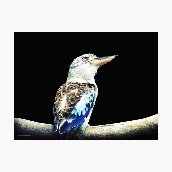 Kooka Gifts & Merchandise | Redbubble