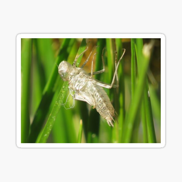 "Dragonfly Shed Exoskeleton " Sticker by Ingasi | Redbubble