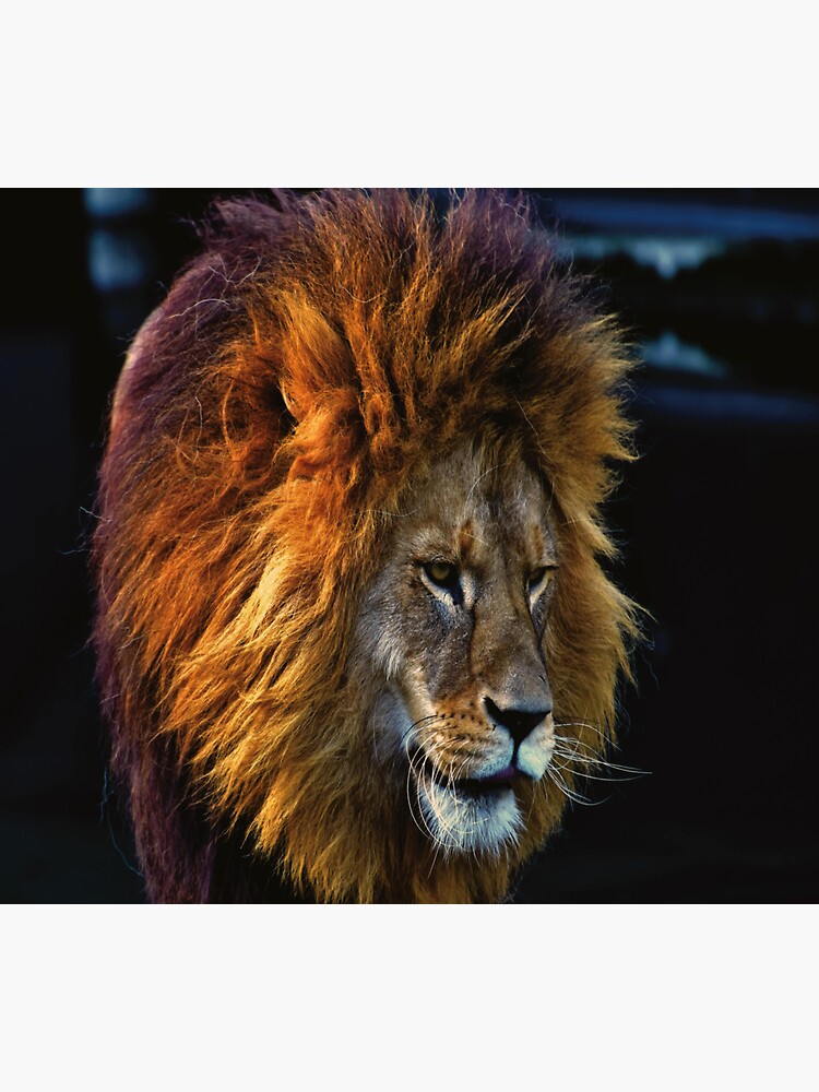 "LION'S PRIDE SET" Sticker by SundarTS | Redbubble